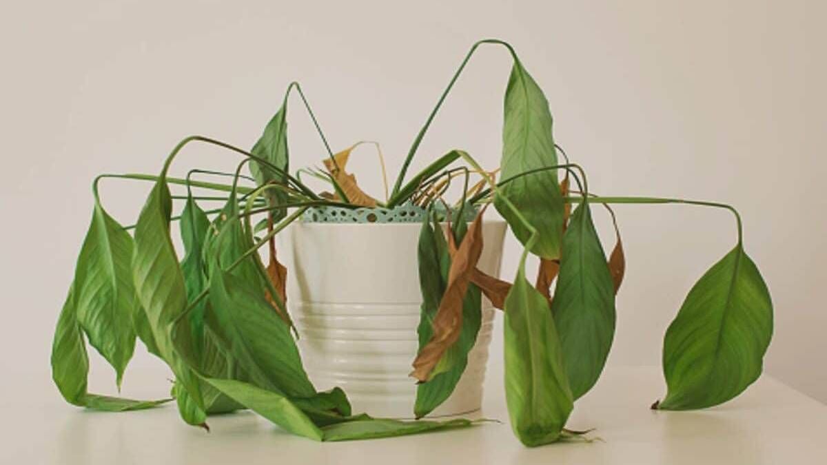 Qué significa que las hojas y las flores de las plantas se marchiten ...