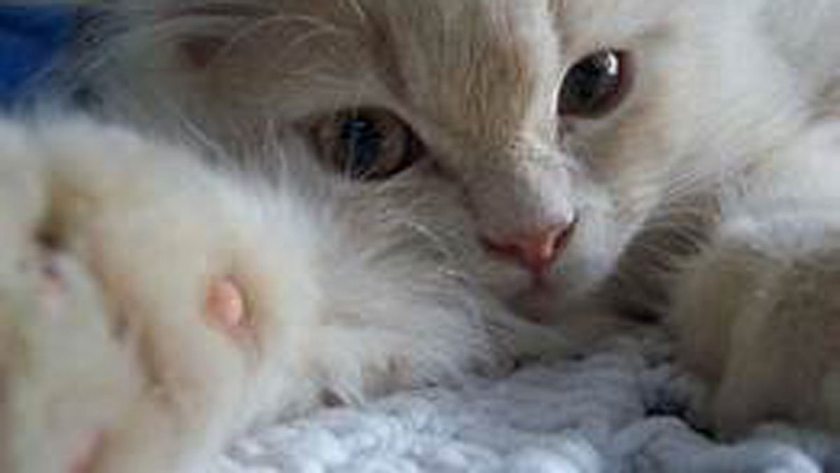 Gatos y coronavirus: cuidados, recomendaciones y peligro de contagio