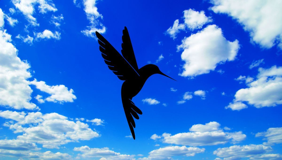 El misterio del COLIBRÍ AZUL que significa que pase cerca de una persona