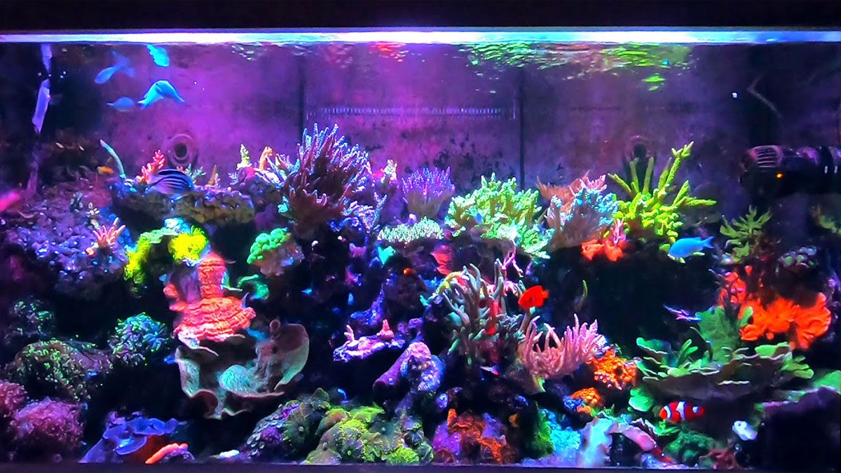 Beneficios de tener una pecera muy colorida en casa