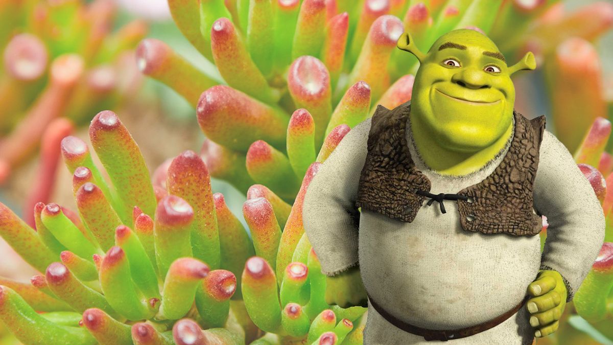 Suculenta orejas de Shrek: cómo hacer para que crezca rápido