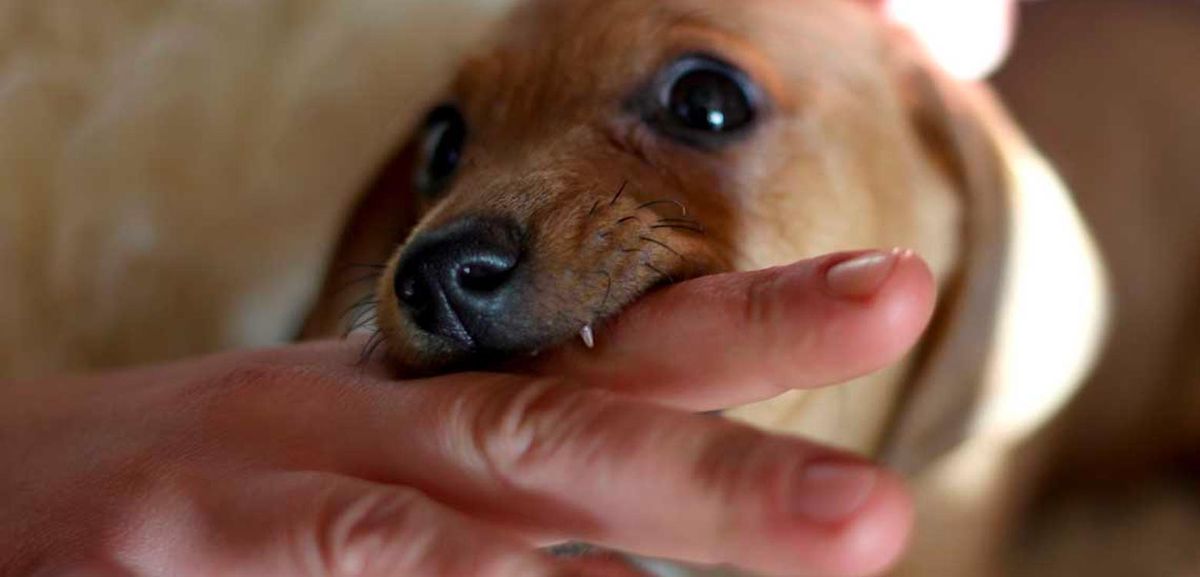 Qué significa que mi perro muerda suave mi mano o brazo