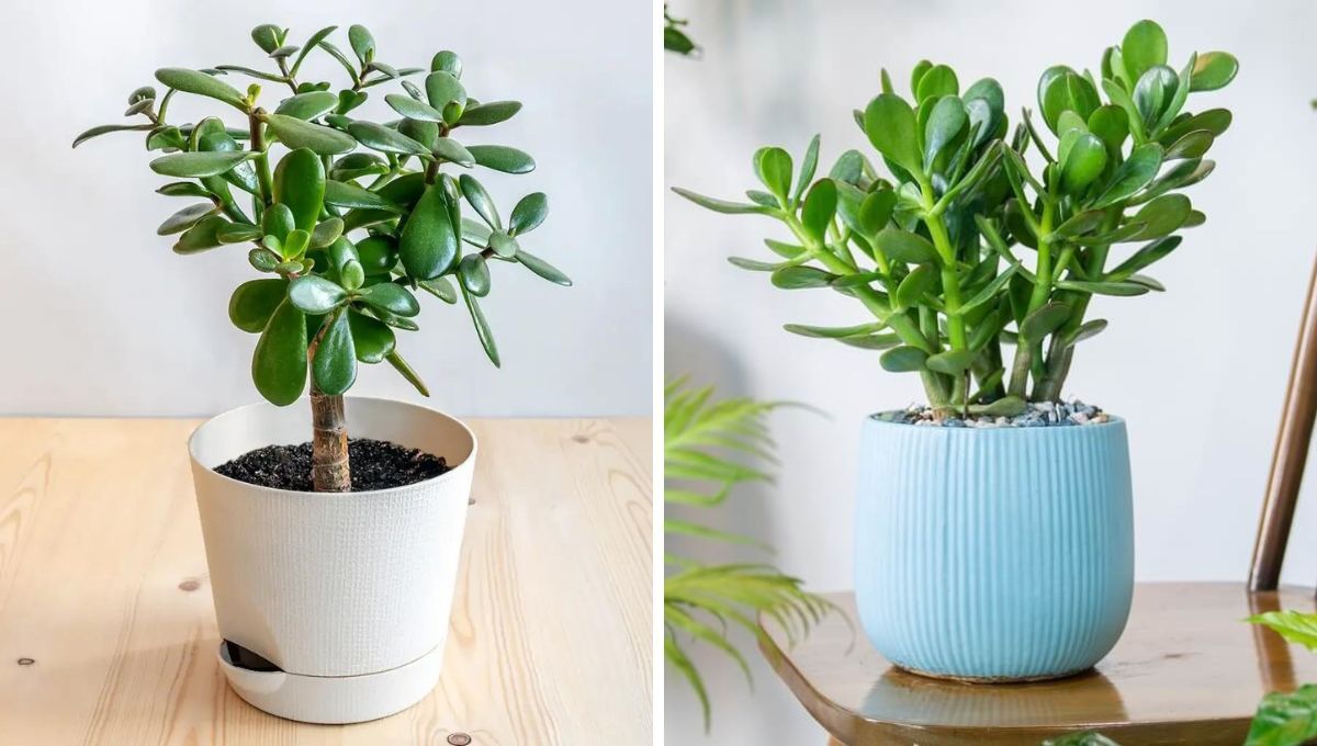 ¿Cómo tener un árbol de Jade partiendo desde una hoja o una rama?