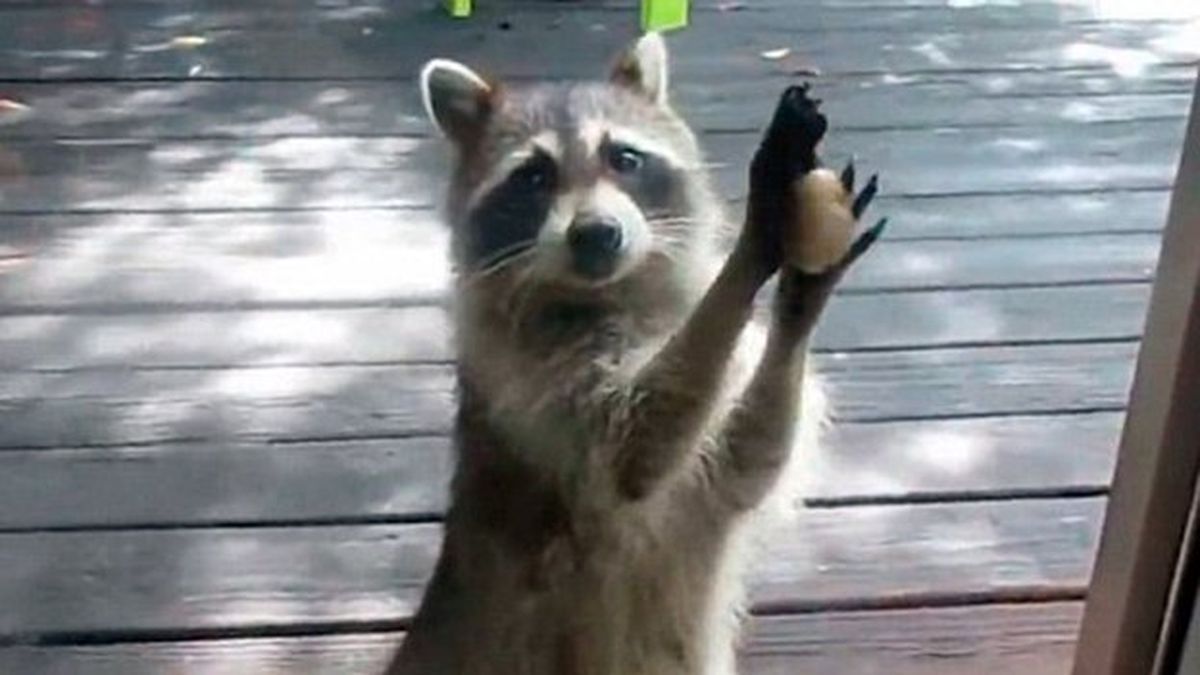 Viral del día: un mapache muy caradura y tierno