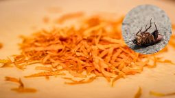 Recicla las cáscaras de naranja y crea estas hermosas ideas para ...