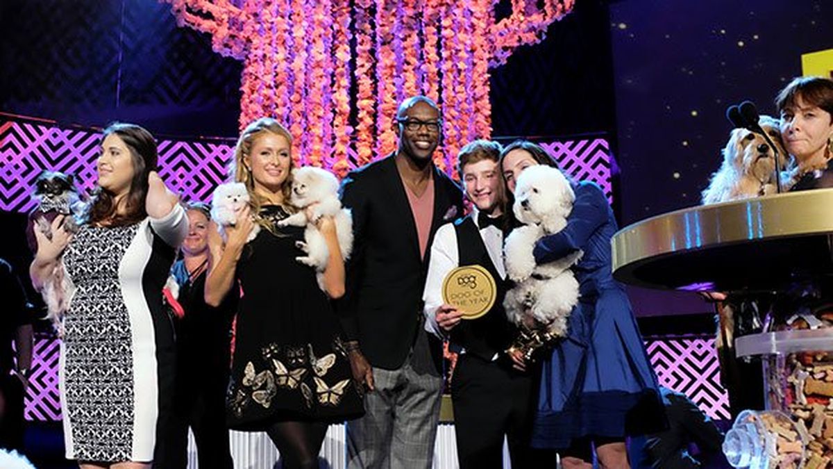 ¡Guau, guau! Premian a los perros actores de Hollywood