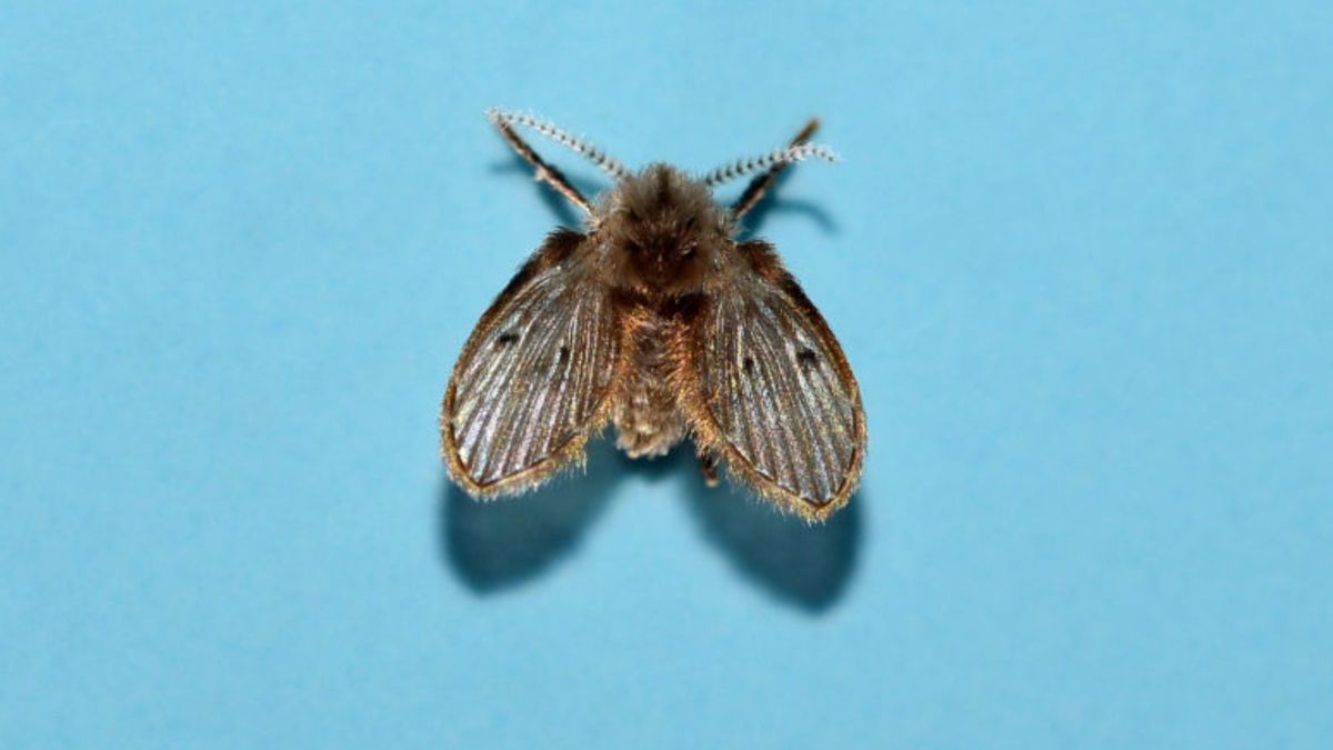 Las moscas del baño: por qué aparecen en casa y cómo combatirlas