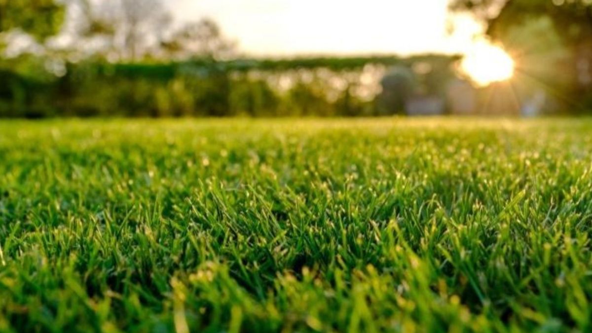 Cómo hacer para revivir el césped seco en simples pasos