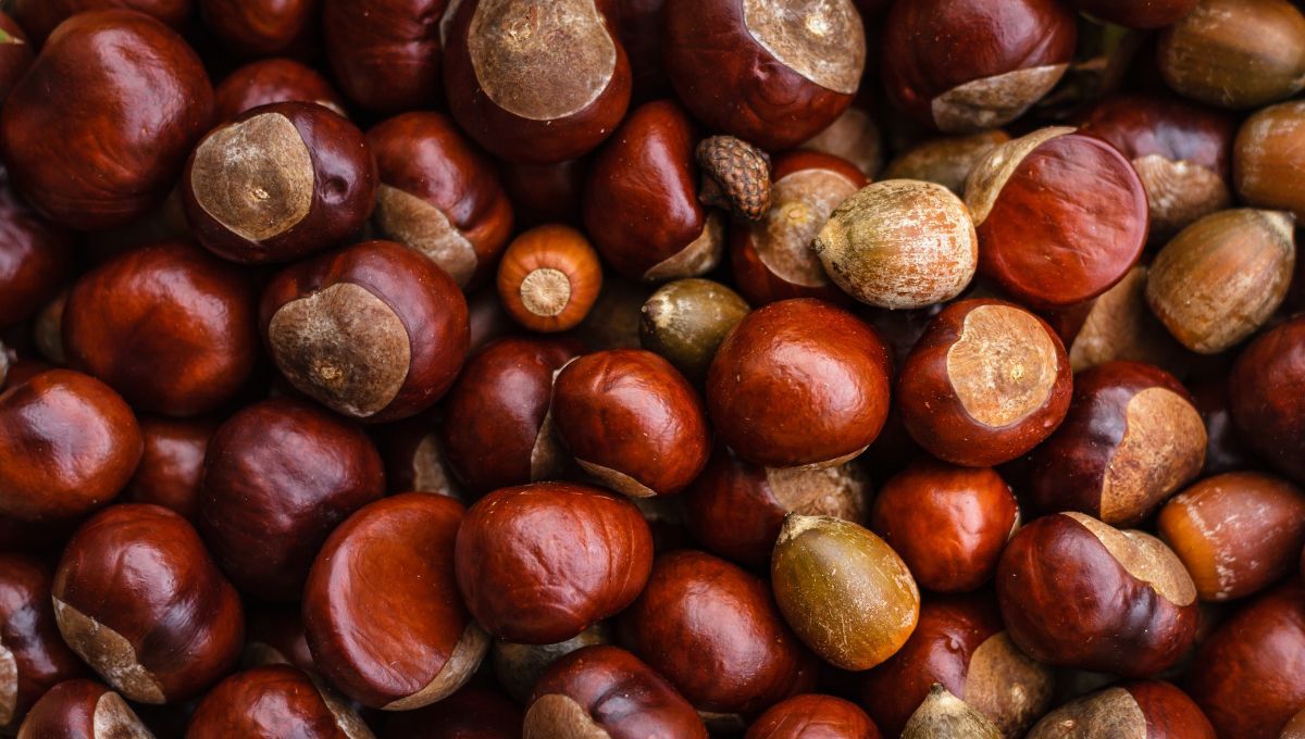 ¿Cómo se llama el árbol de castaña? Todos conocen el fruto seco y pocos ...