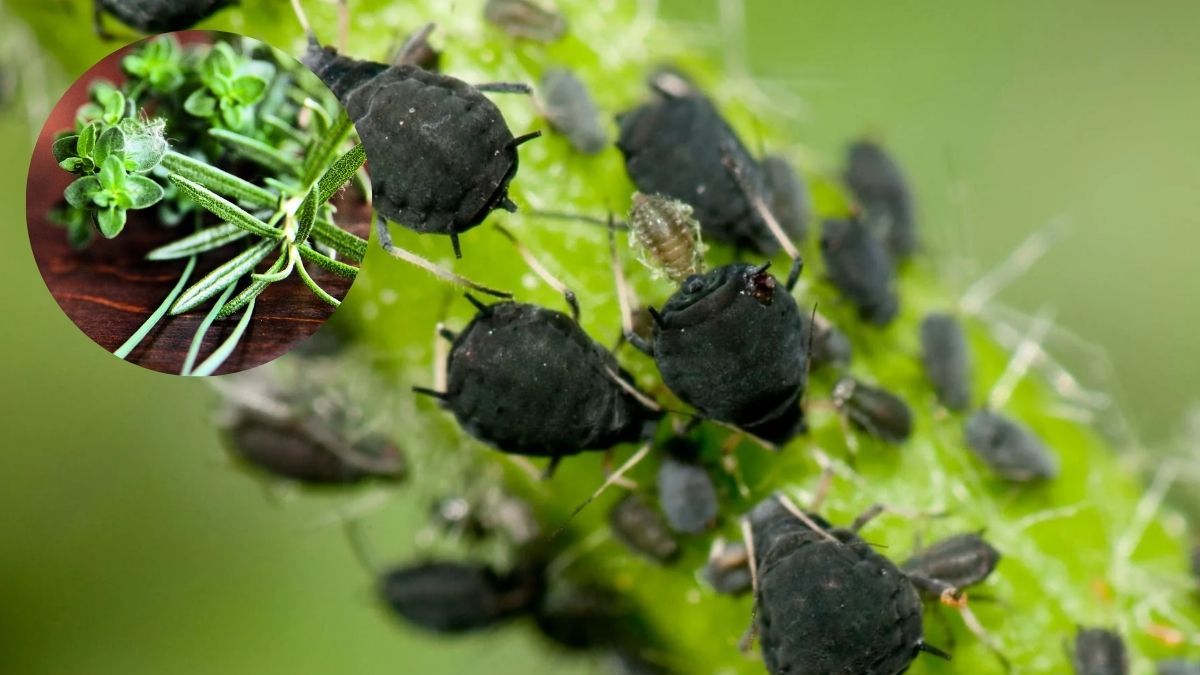 Cómo usar la planta de romero para eliminar para siempre a todas las plagas del jardín
