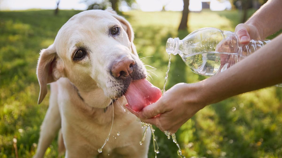 Alerta calor extremo en California: cómo debes cuidar a tu perro