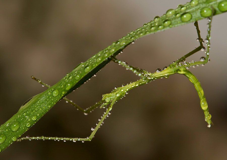 El insecto más largo del mundo es un mata caballo