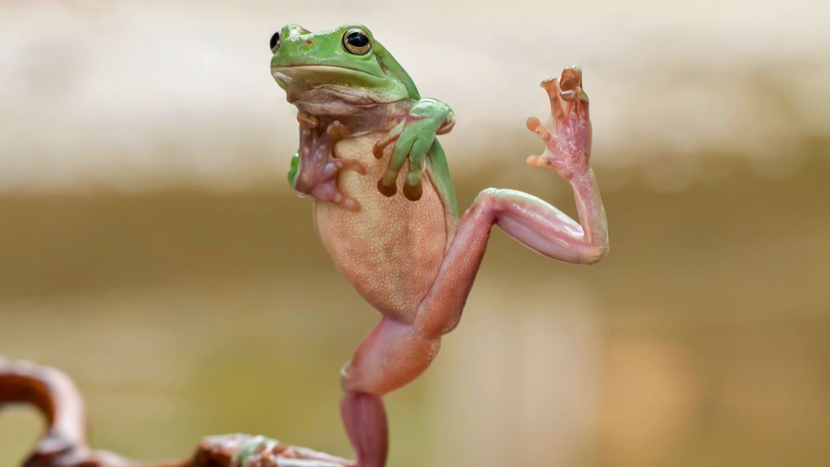 ¿Cuáles son las diferencias entre rana y sapo?