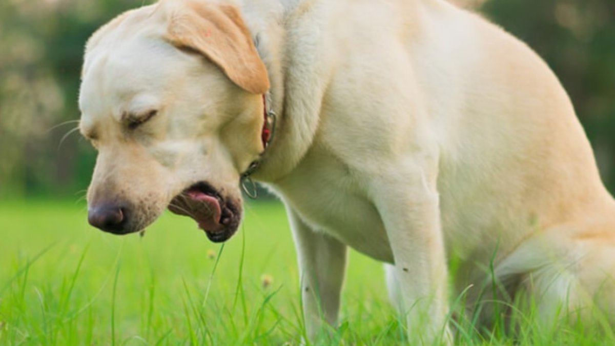 Qué significa el vómito blanco de mi perro