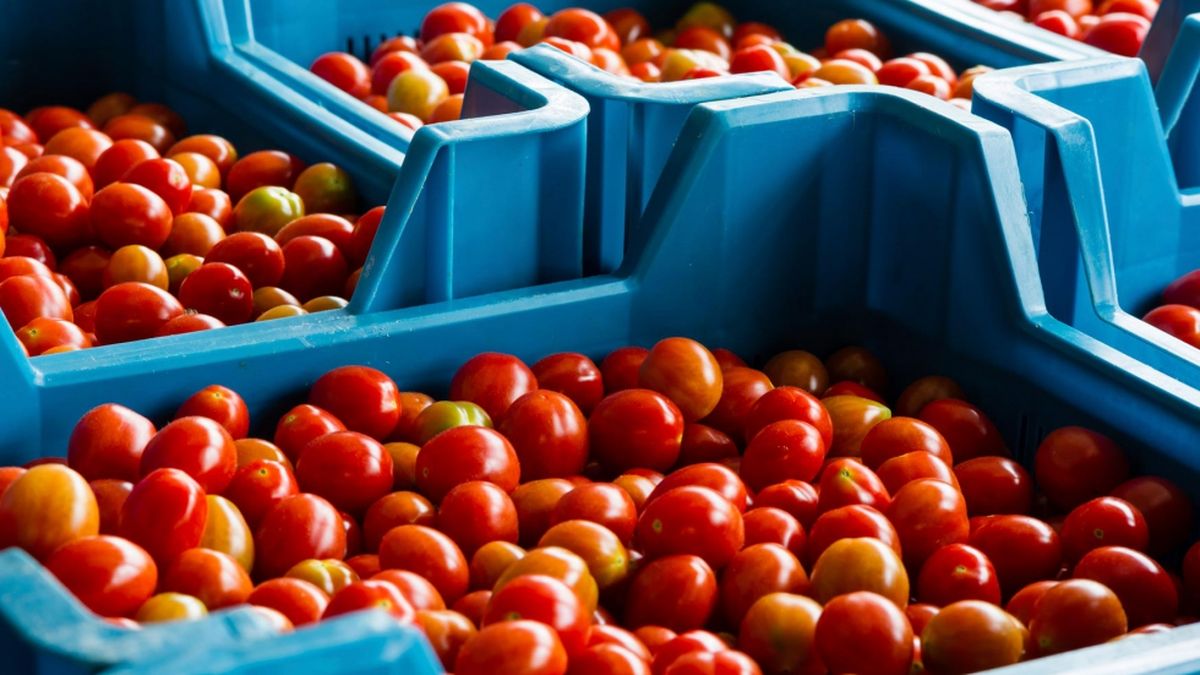 El tomate para la industria y la pelea por los precios en un año con ...
