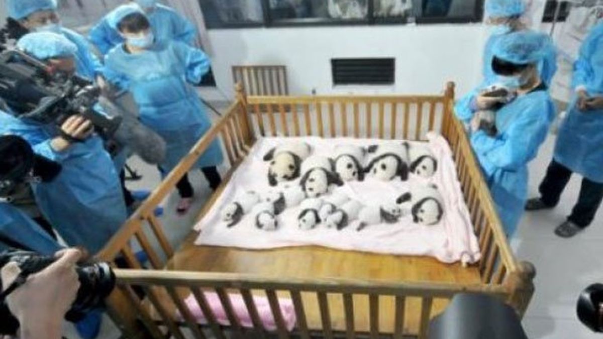 Video: presentaron a 14 osos panda recién nacidos