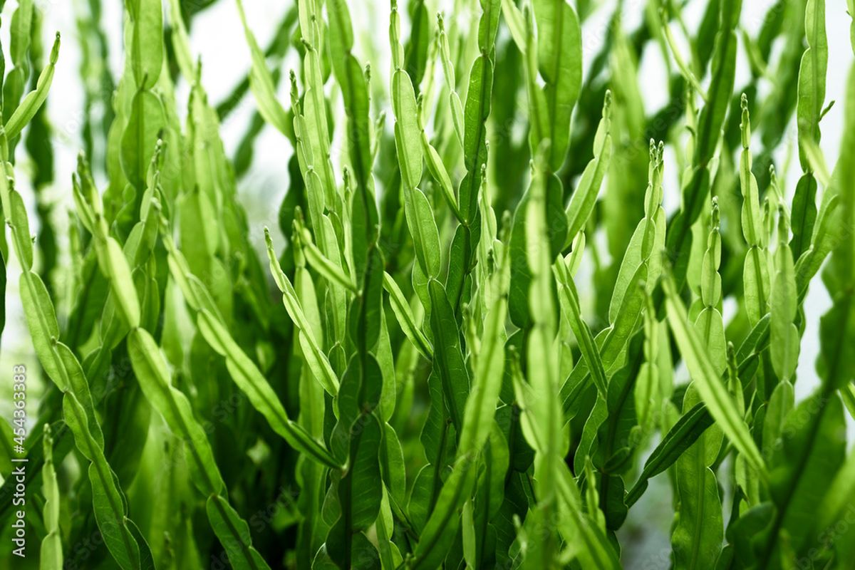 La INFUSIÓN NATURAL que preparan las ABUELAS para los DOLORES ESTOMACALES