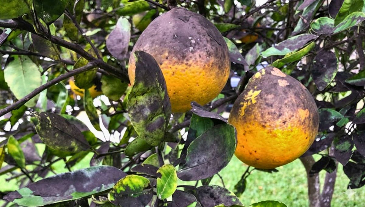 Por qué tu naranjo tiene manchas negras en sus hojas o frutos: qué ...