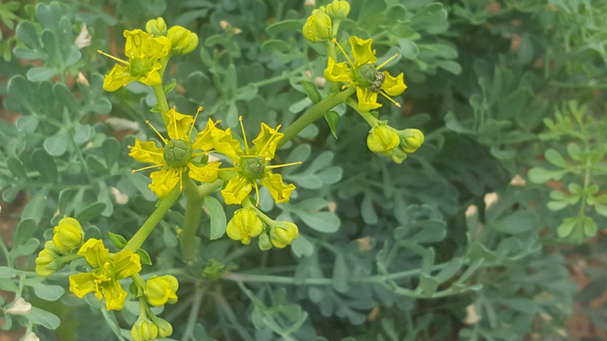 Los beneficios de plantar RUDA a la izquierda del hogar