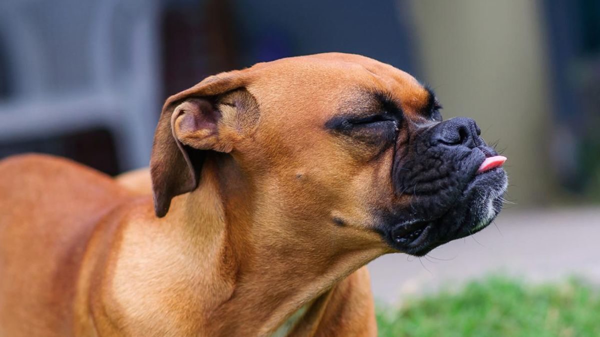 Astrología: así es el perro de cada signo