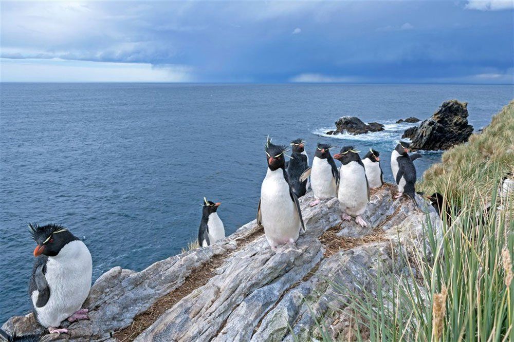 Los pingüinos machos llegan a Cabo Vírgenes