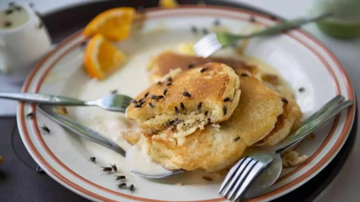 Dile adiós a las moscas en tus comidas con este efectivo truco casero