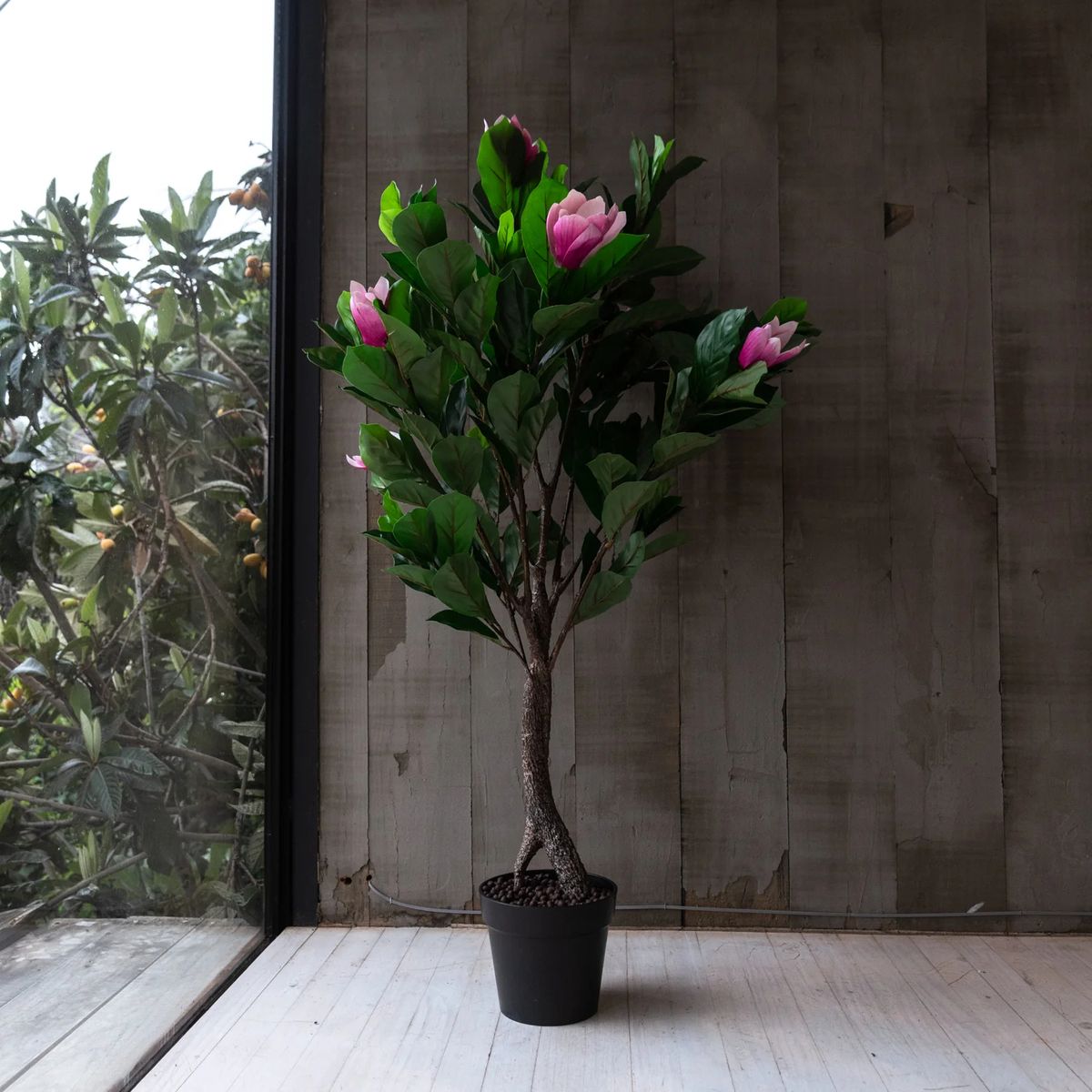 Toma nota del truco para cultivar magnolias en maceta