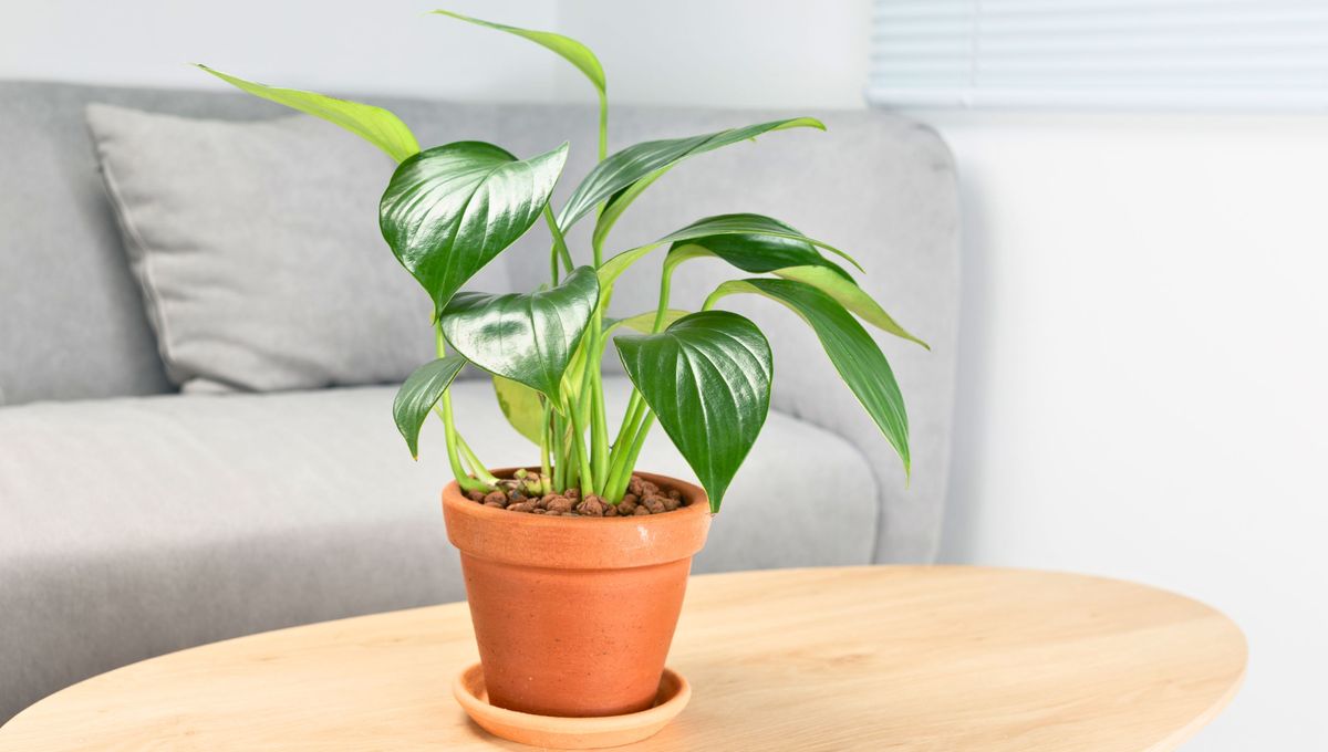 Asuntos de plantas: dónde colocar tu potus para elevar la energía del hogar