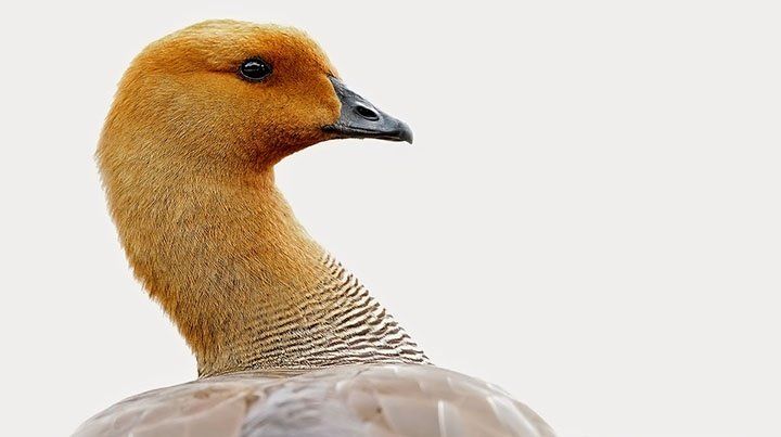 Estas son las siete especies en extinción en Argentina Estas son las siete especies en extinción en Argentina