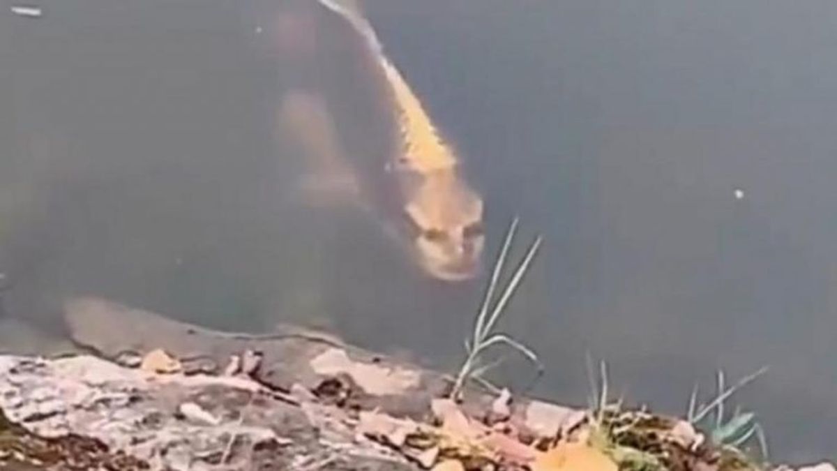 El espeluznante pez con cara de humano que asusta en las redes