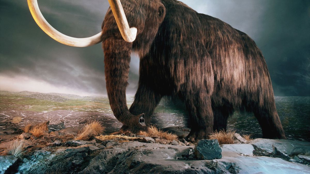 Los últimos mamuts de Alaska murieron de sed