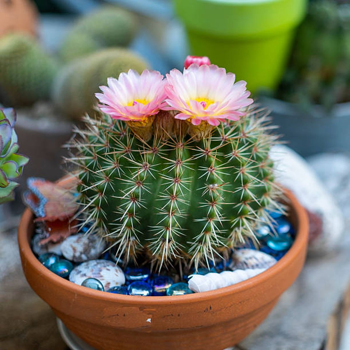 Pocos lo saben: lo que debes hacer con tus cactus en septiembre para que estallen de flores en ...