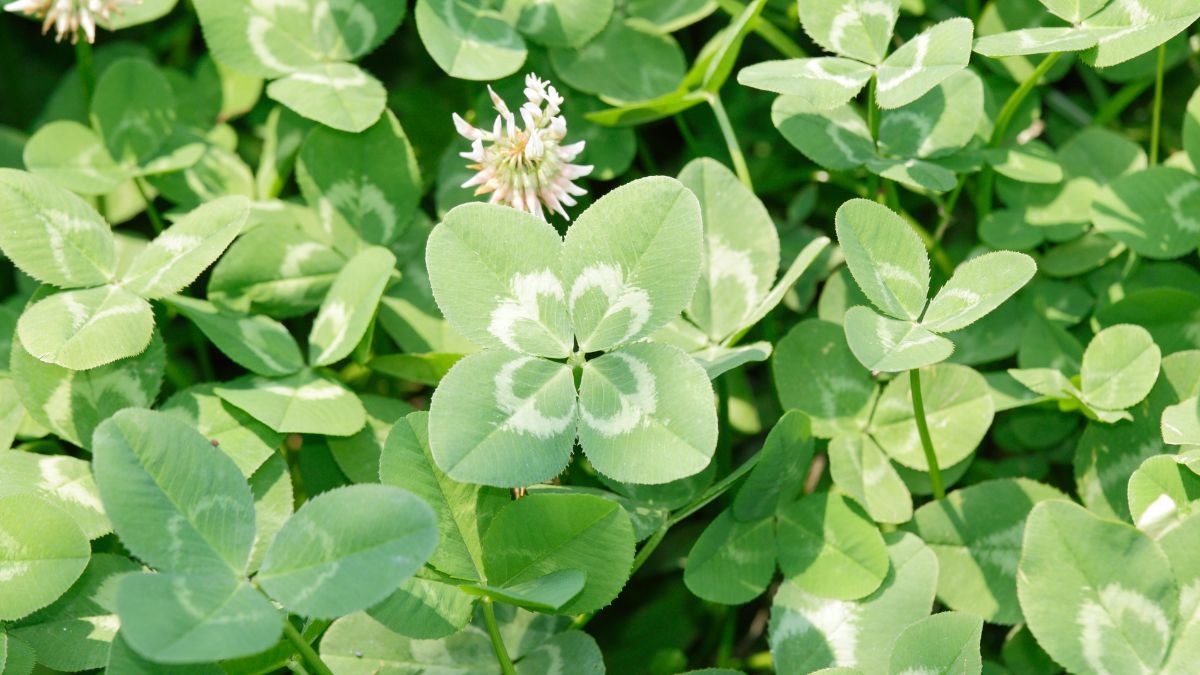 ¿Qué significado tiene cada hoja del trébol de 4 hojas?