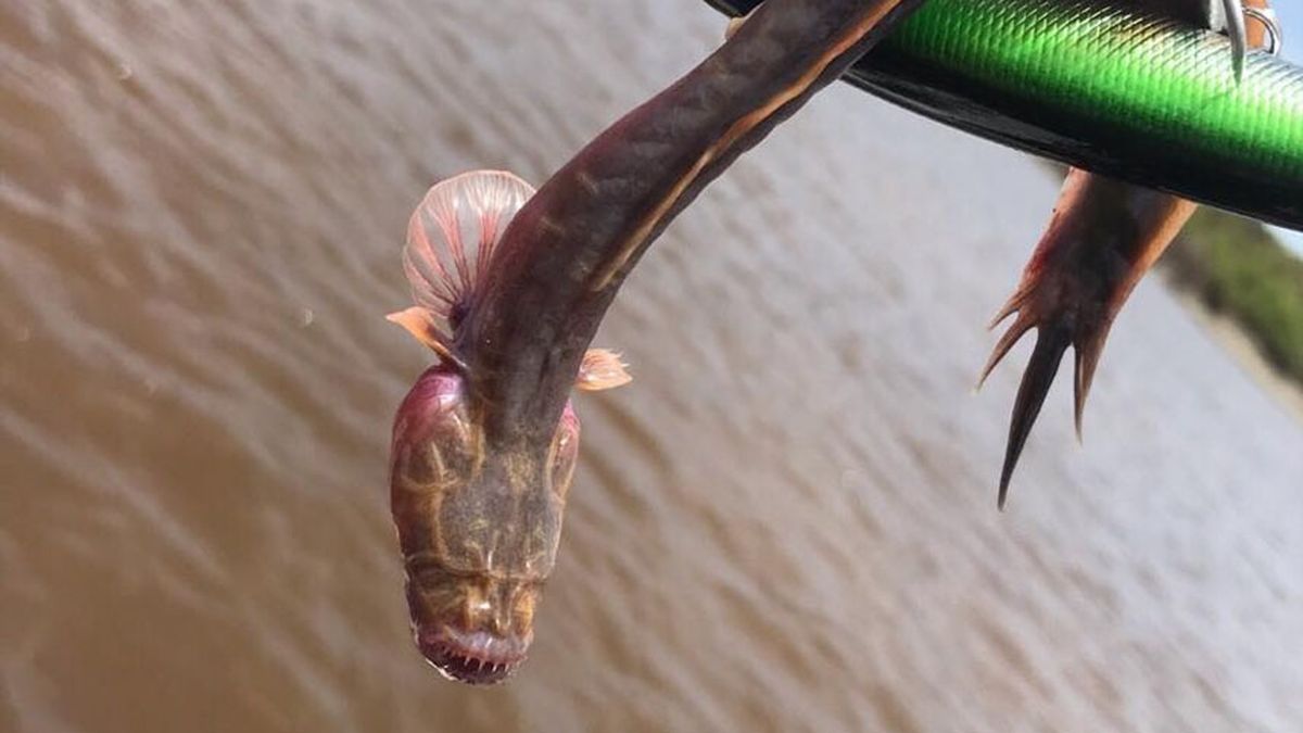 Extraña criatura marina desconcierta a pescadores en Australia