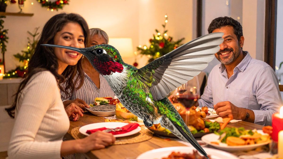 ¿Qué significa ver un colibrí en Navidad?