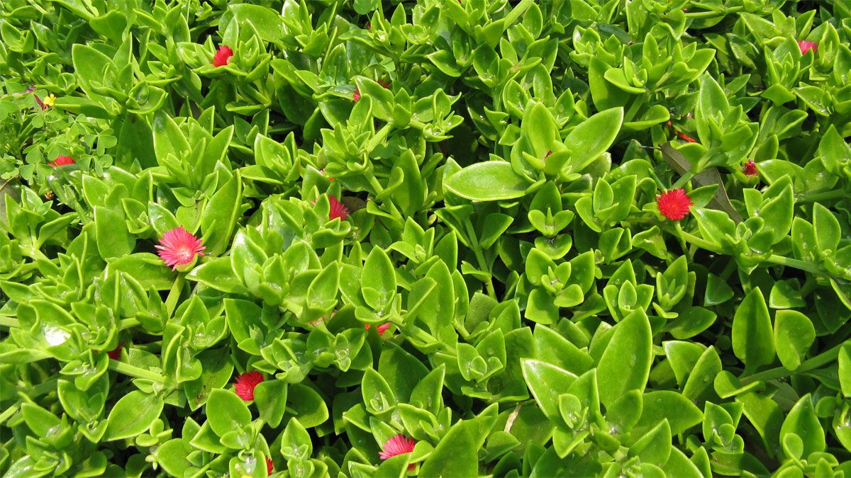 La planta rastrera que ornamenta el jardín y esconde un secreto único