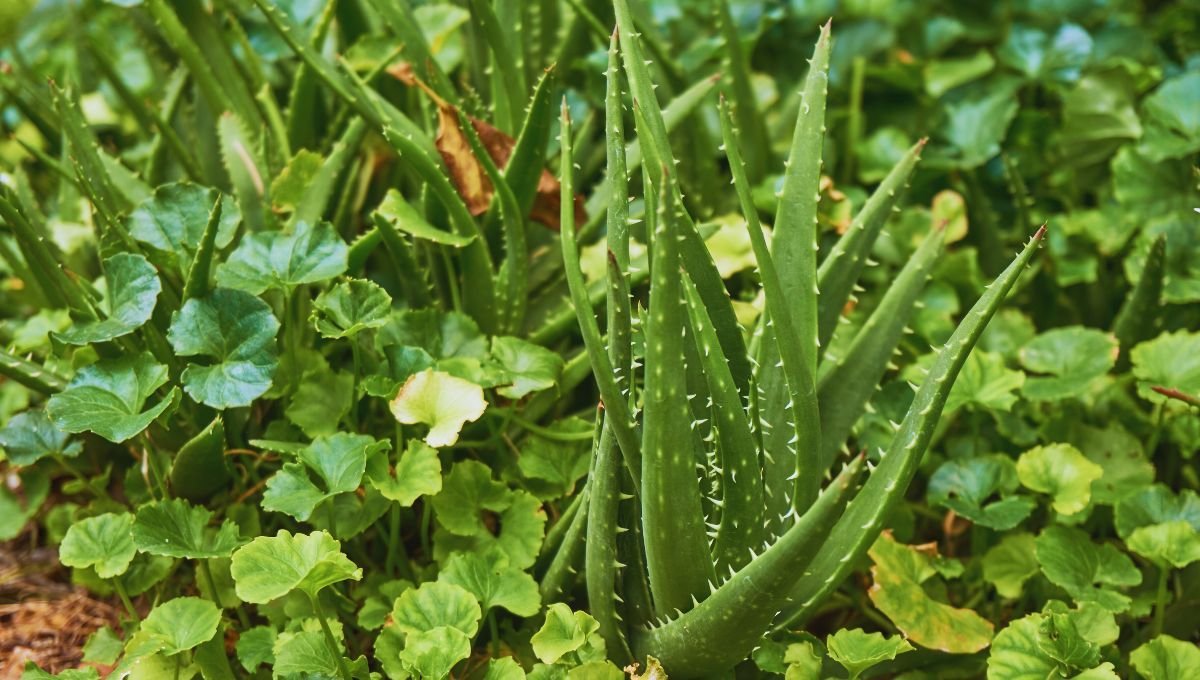 Si tienes esta planta en el jardín de tu casa, tienes una riqueza ...
