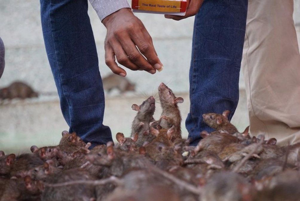 La miserable vida de los comedores de ratas de India