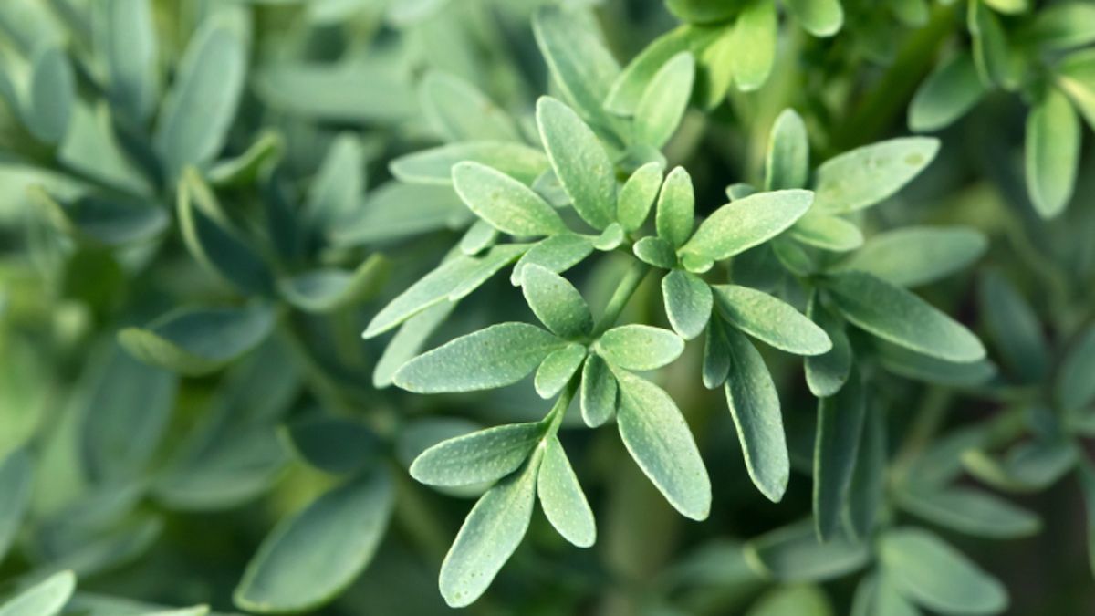 Qué significa tener una ruda macho y una hembra juntas en el jardín de casa