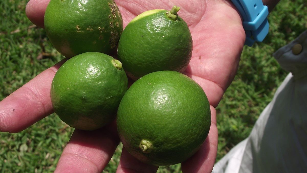 El truco casero para sacarles mucho más jugo a los limones verdes en ...