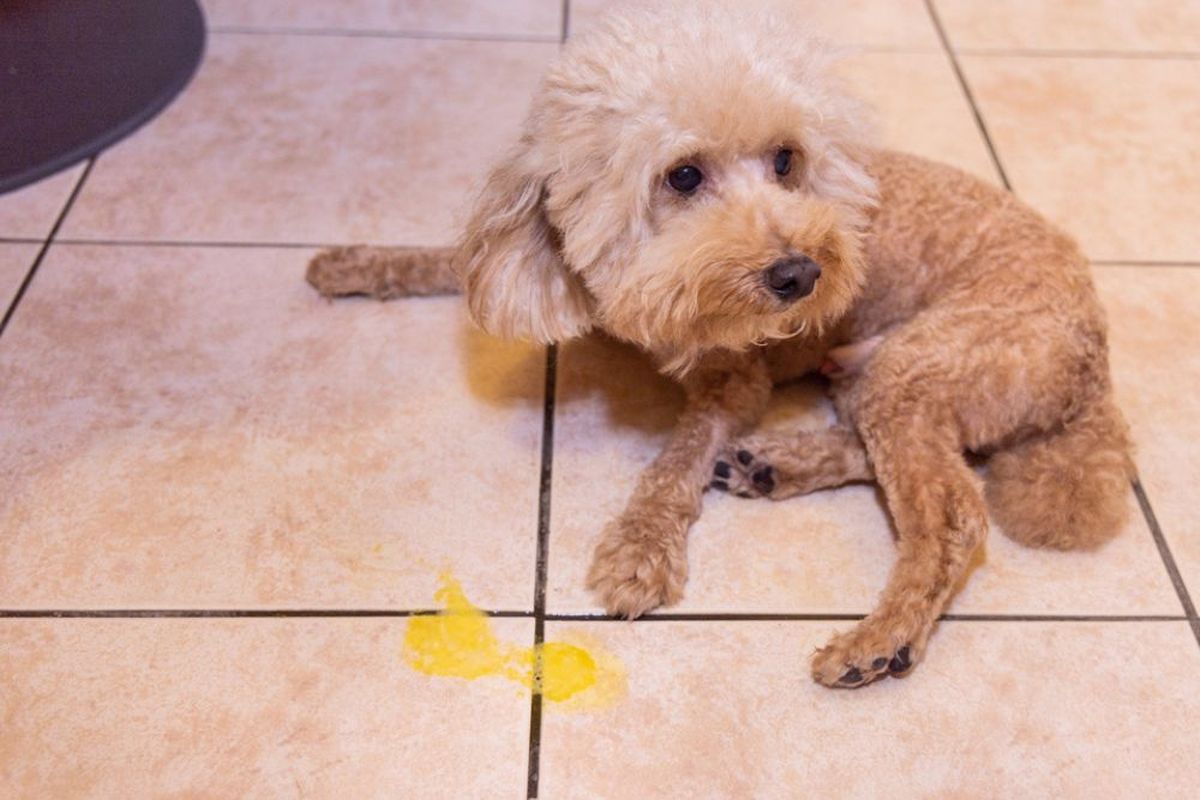 Ciencia Veterinaria Qué Significa Que Mi Perro Vomite Amarillo