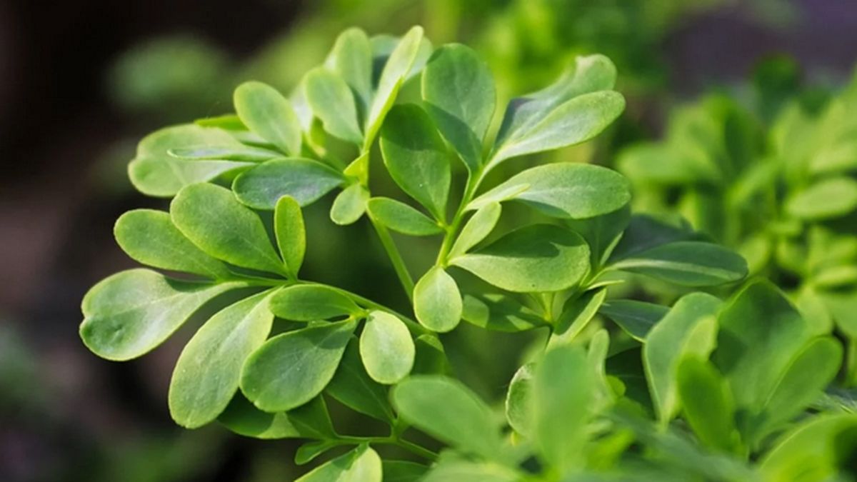 Qué significa tener una RUDA plantada en el suelo del jardín de casa