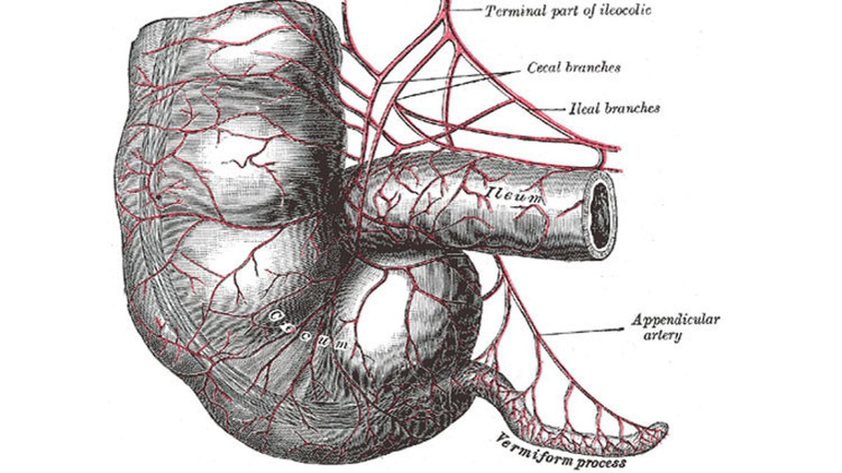 ¿Por qué tenemos el apéndice?
