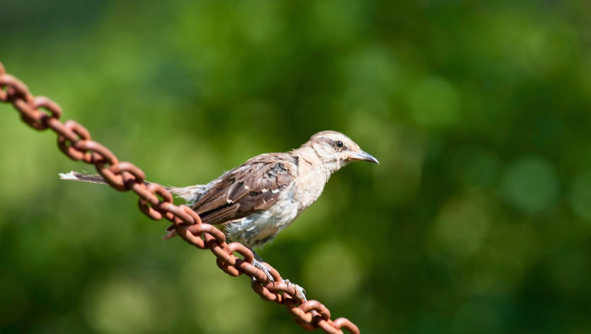 Qué anuncia la Calandria cuando canta en tu jardín y qué significa la ...