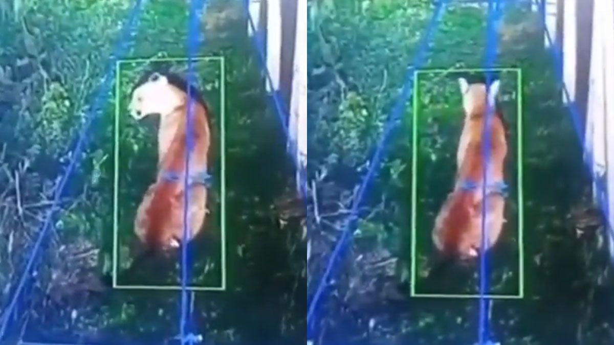 Apareció un puma muy grande y tiene asustados a todo un barrio