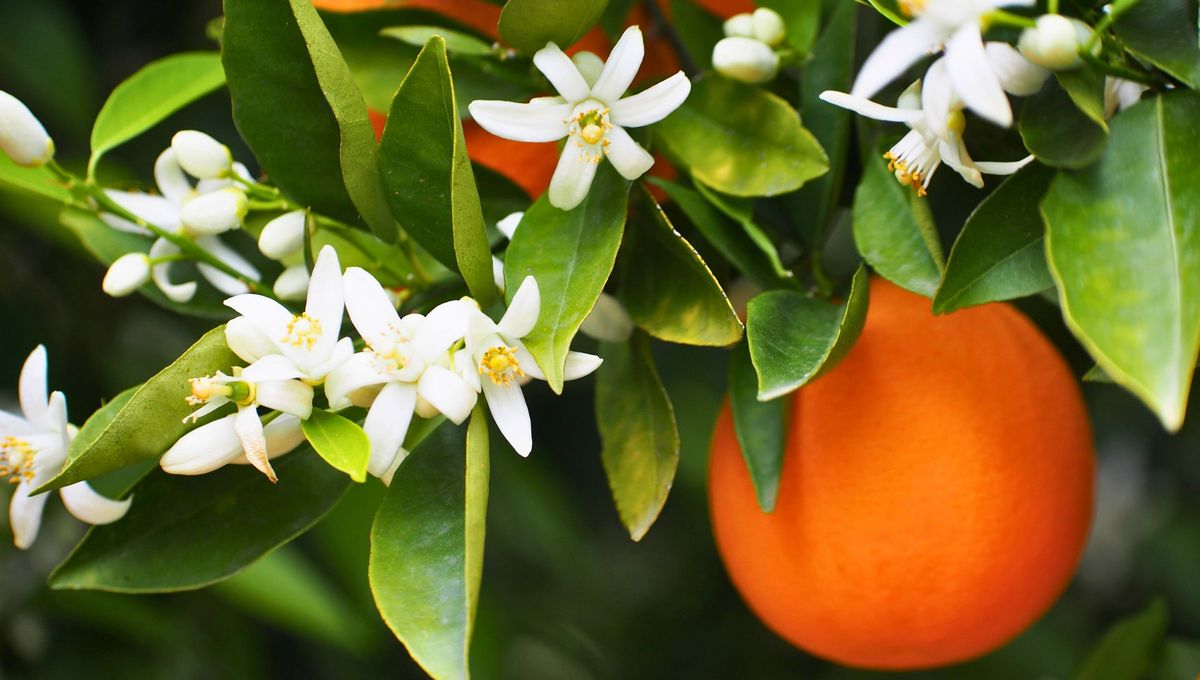 Flores de limonero o naranjo: cuáles son los beneficios medicinales y cómo mejoran tu salud
