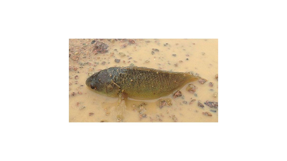 Todo pez que camina... ¿es una amenaza?