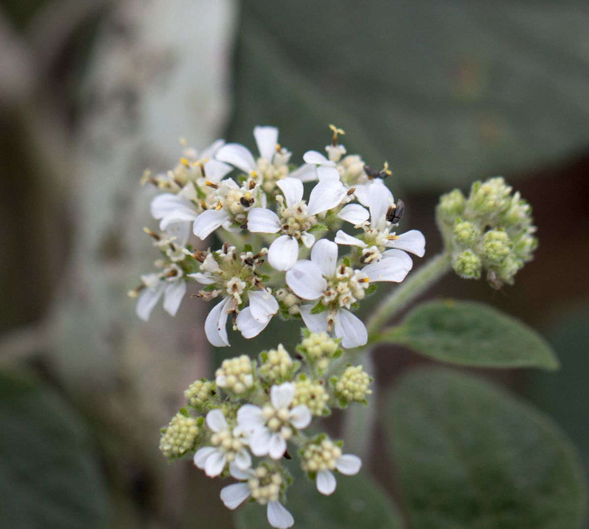 Él té mágico que te ayuda a combatir la flojera