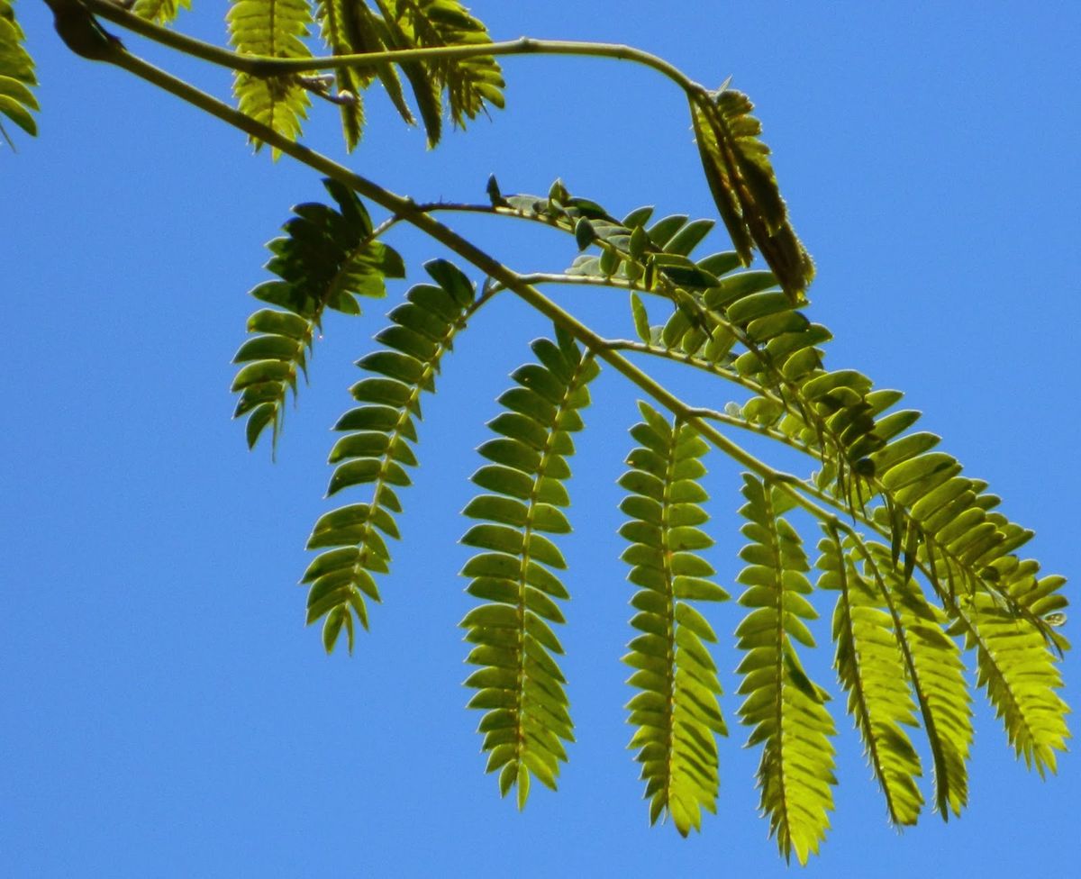 El árbol que crece rápido y es ideal para tener en el jardín durante la ...