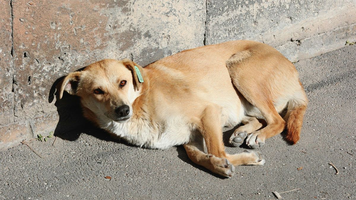 Por qué a algunos perros se los llama Firulais